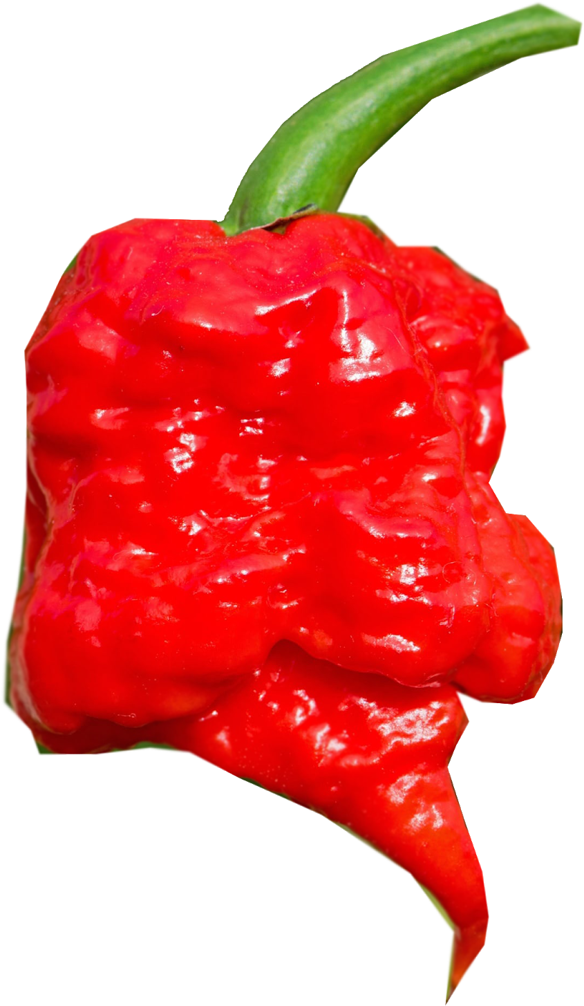 Download Cayenne Pepper Piquillo Bird - Habanero Chili - Full Size PNG ...