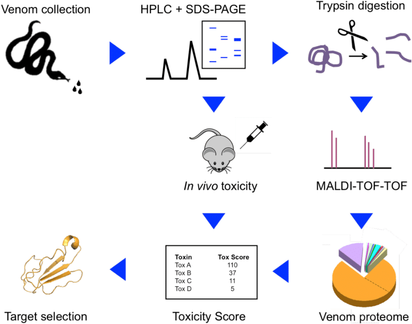 Download After Venom Fractionation By Hplc, Toxins Are Identified ...