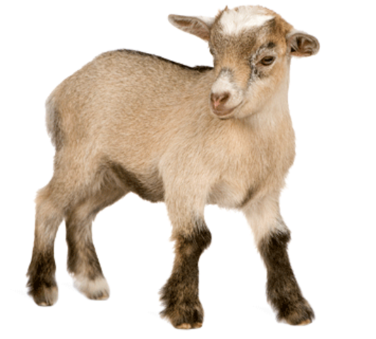 Download They Range From Pure White To Brown-black Pied, Or - Kid Goat ...