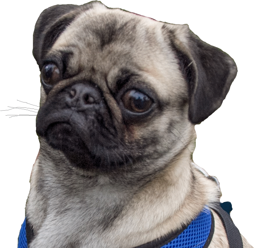 Download Minecraft Curseforge - Pug - Full Size PNG Image - PNGkit