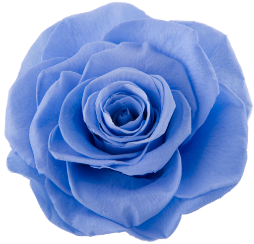 Download Marine Blue - Blue Rose - Full Size PNG Image - PNGkit