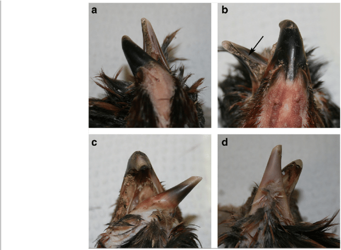 Download Transparent Examples Of Typical Crossed Beak In Appenzeller ...
