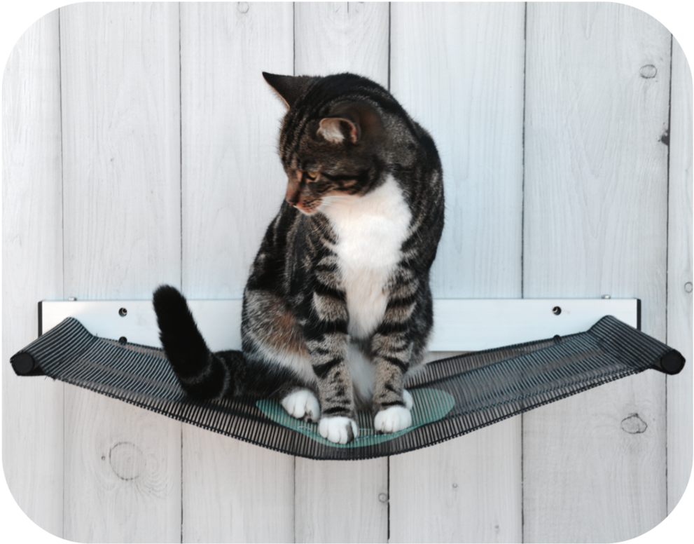 Download Catipilla Hammock - Tabby Cat - Full Size PNG Image - PNGkit