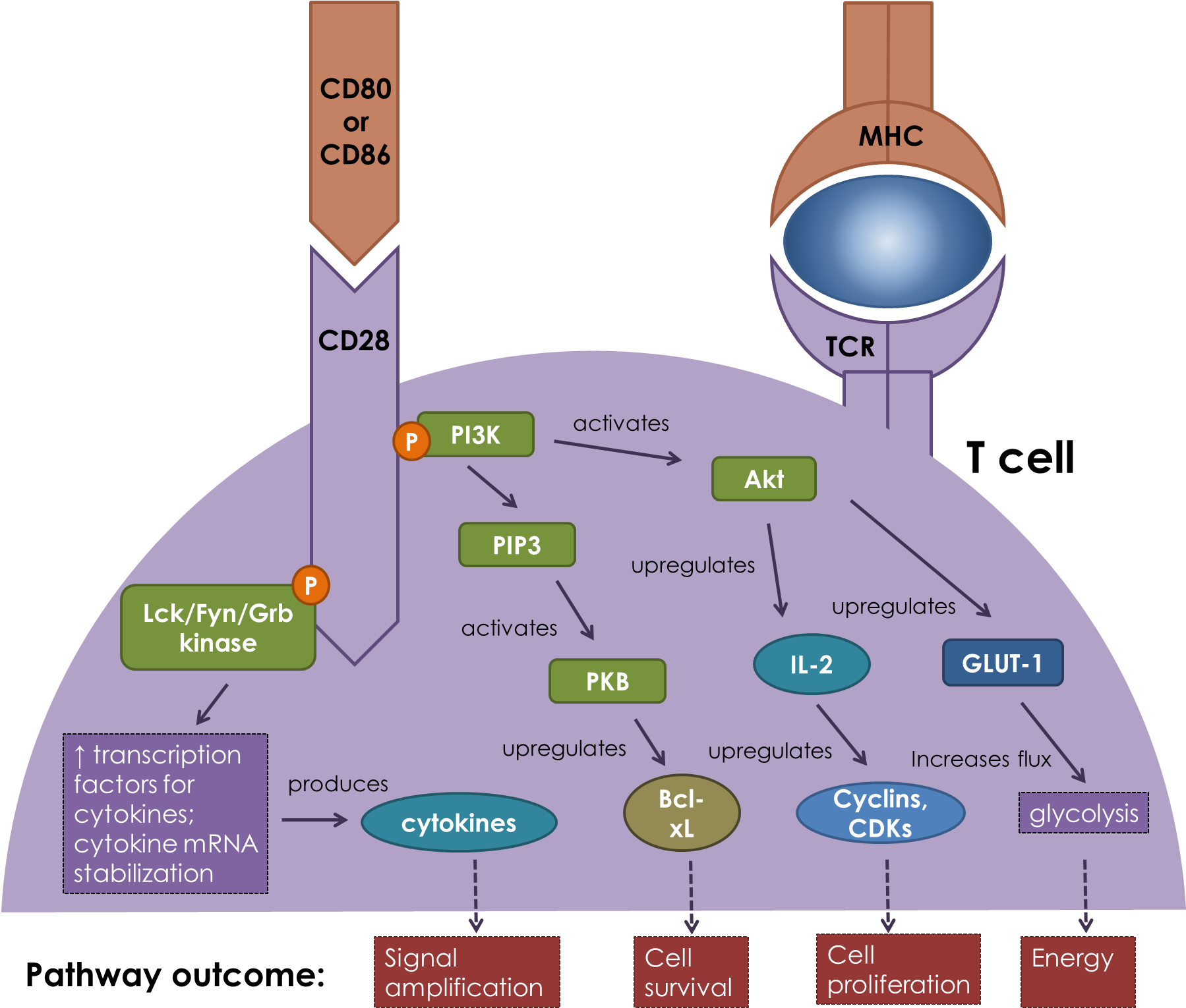 Download Cd28 Binding Causes A Cascade Of Interactions Which - Cd28 B7 ...