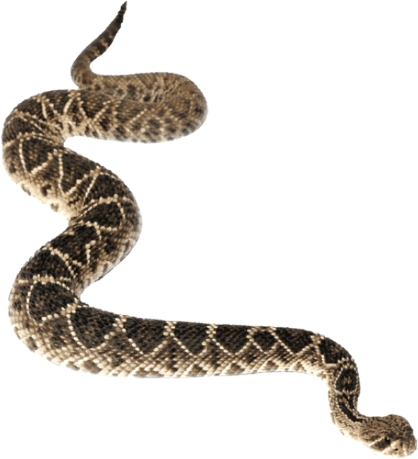 Download Anaconda Transparent Background - Transparent Background Snake ...