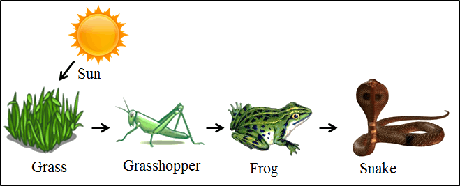 Download Food Chain For Class 4 - Full Size PNG Image - PNGkit