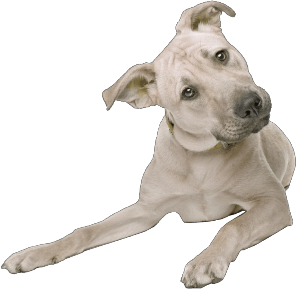 Download Questioning Dog - Full Size PNG Image - PNGkit