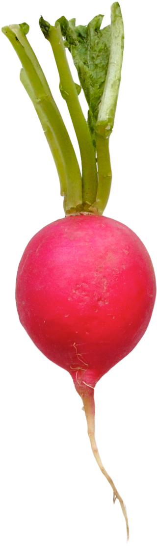 Download Radish Transparent Images Png - Radish Png - Full Size PNG ...