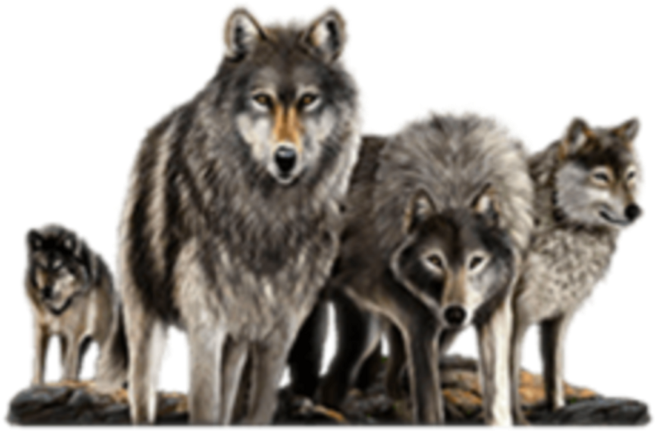 Download Wolf Sticker - Full Size PNG Image - PNGkit