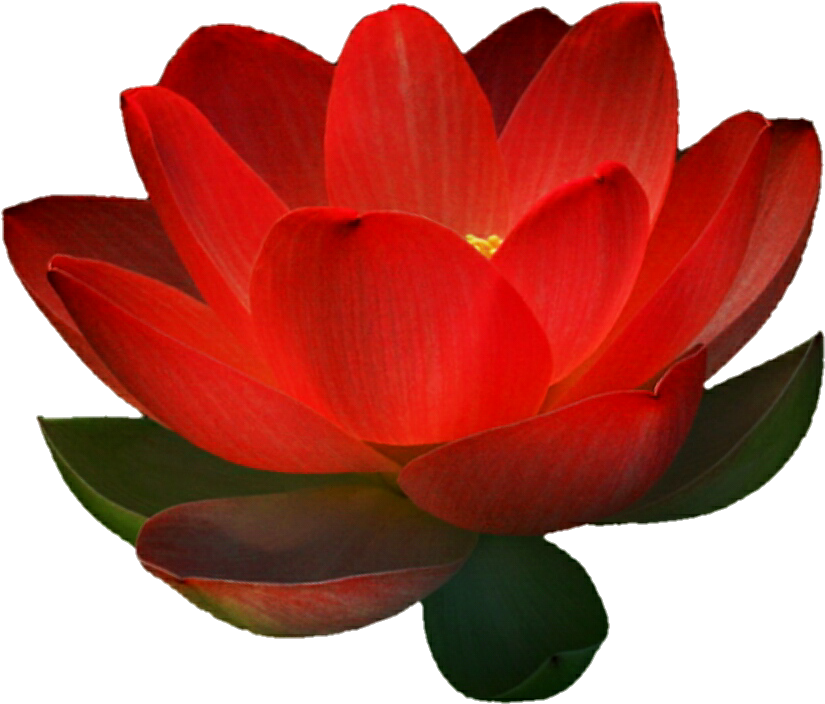 Download Lotus Red - Sacred Lotus - Full Size PNG Image - PNGkit