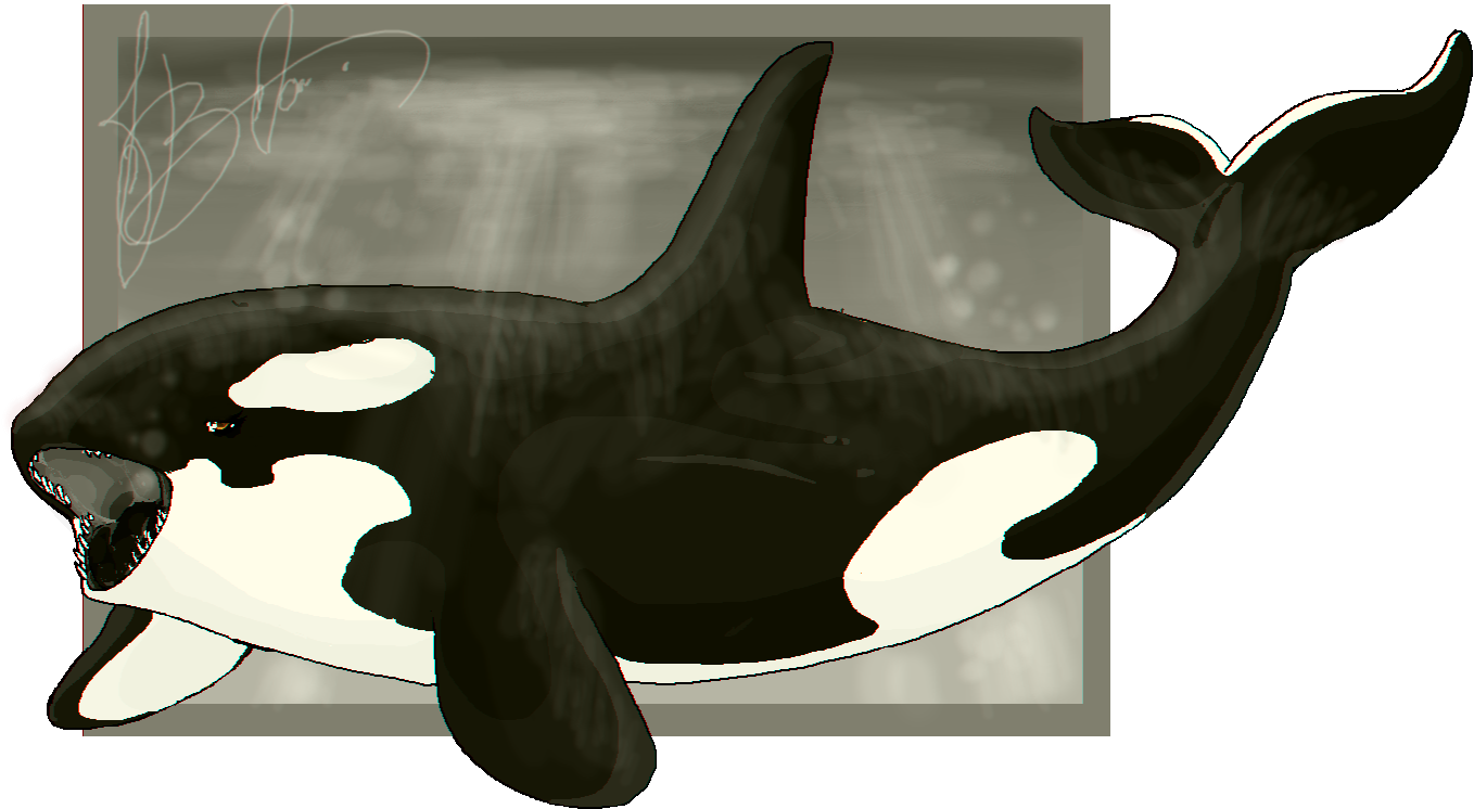 Download Sea Monster - Killer Whale - Full Size PNG Image - PNGkit