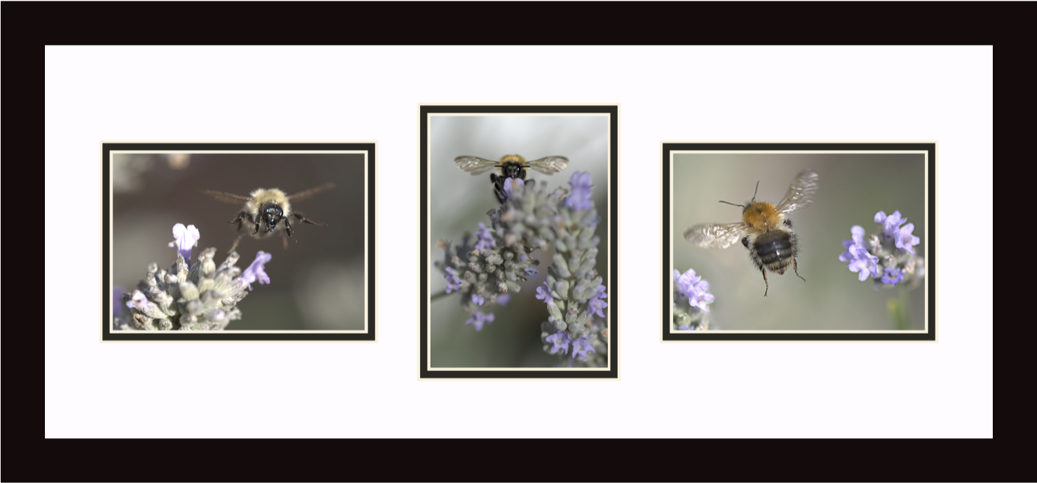 Download Honey Bees Collecting Nectar, Individual Flying Bumble ...