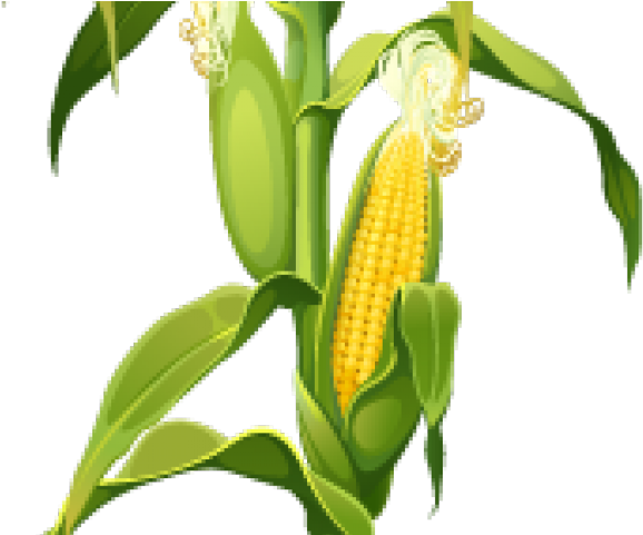 Download Maize Plant Png - Full Size PNG Image - PNGkit