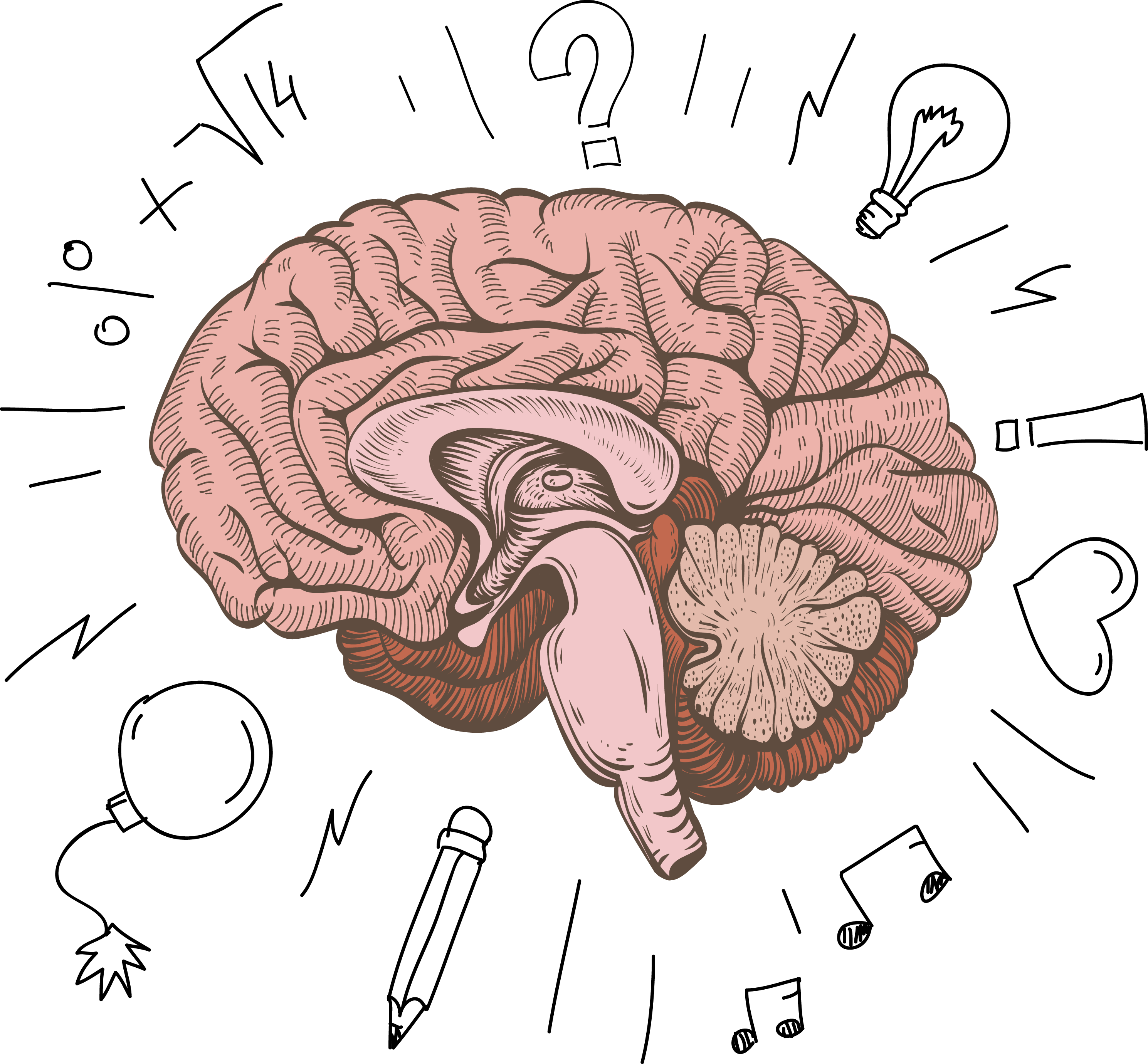 Download Cerebrum Human Structure Design - Cartoon Human Brain Png ...