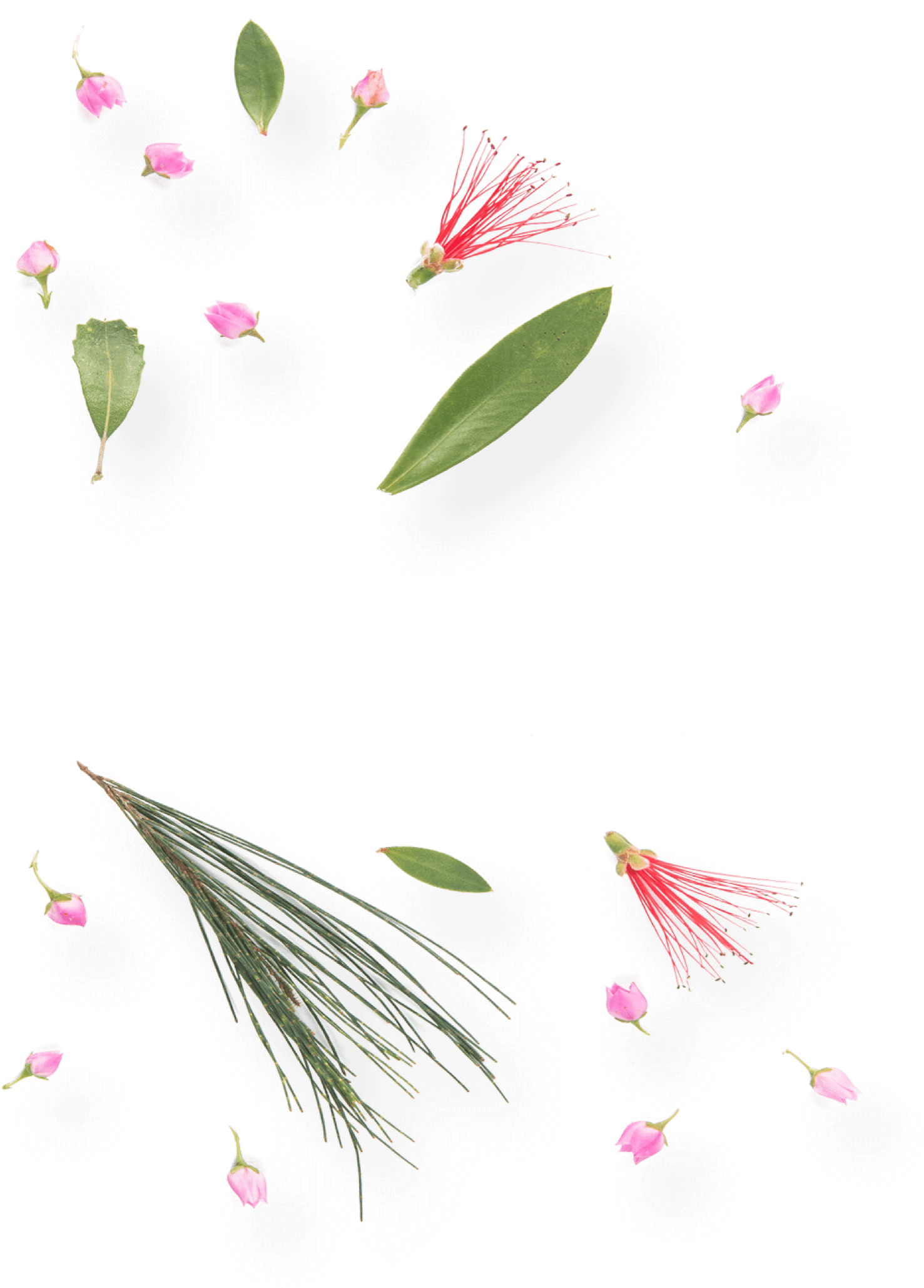 Download Refreshing Spring Water Infused With Australian Wildflowers ...