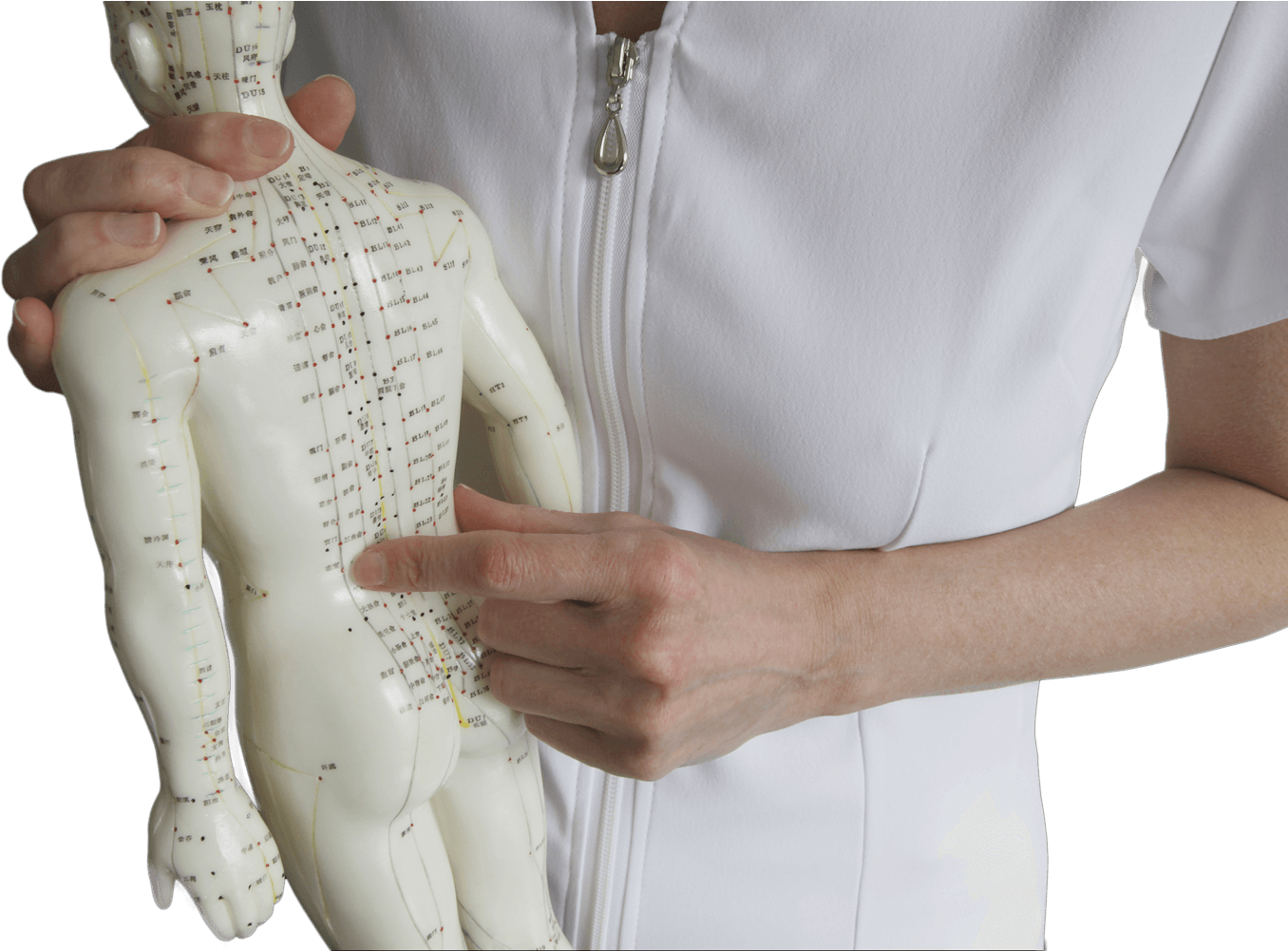 Download Human-body - Traditional Chinese Medicine - Full Size PNG ...