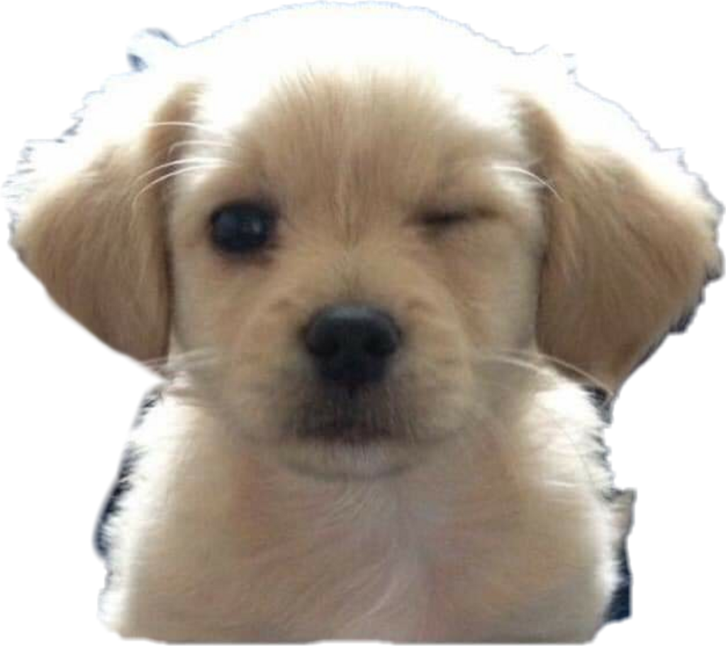 Download Shh Sticker - Emoji Dogs - Full Size PNG Image - PNGkit