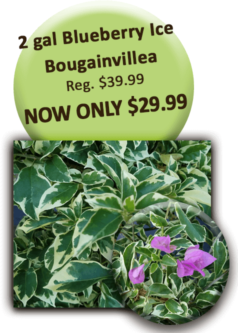 Download 2 Gal Blueberry Ice Bougainvillea - Professor Edward Burger ...