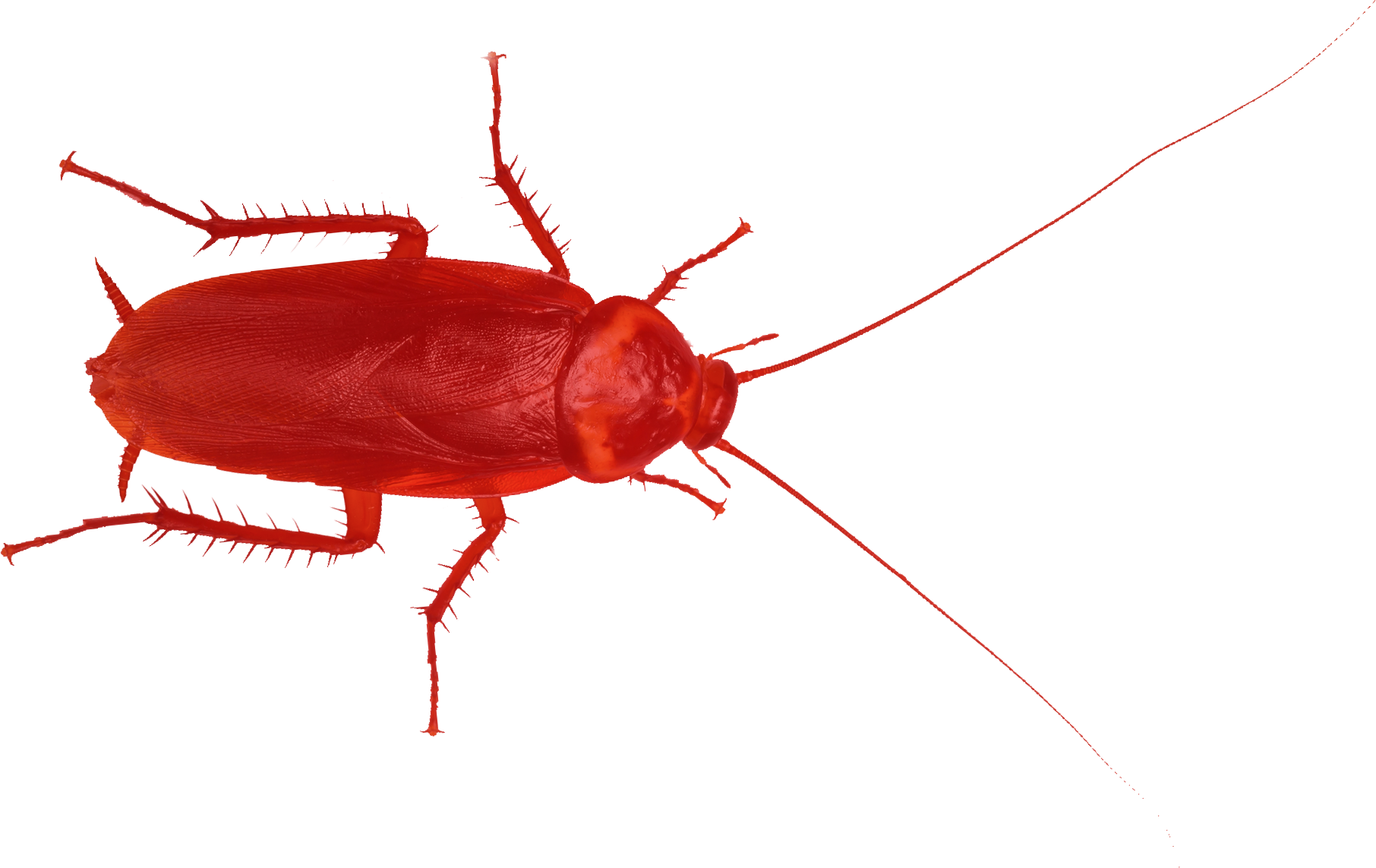 Download Red Cockroache Red Cockroache - Red Cockroach - Full Size PNG ...
