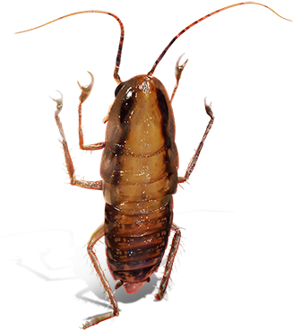 Download Cockroach - Full Size PNG Image - PNGkit