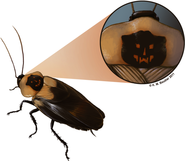 Download Cockroach Drawing Cute - Cockroach - Full Size PNG Image - PNGkit