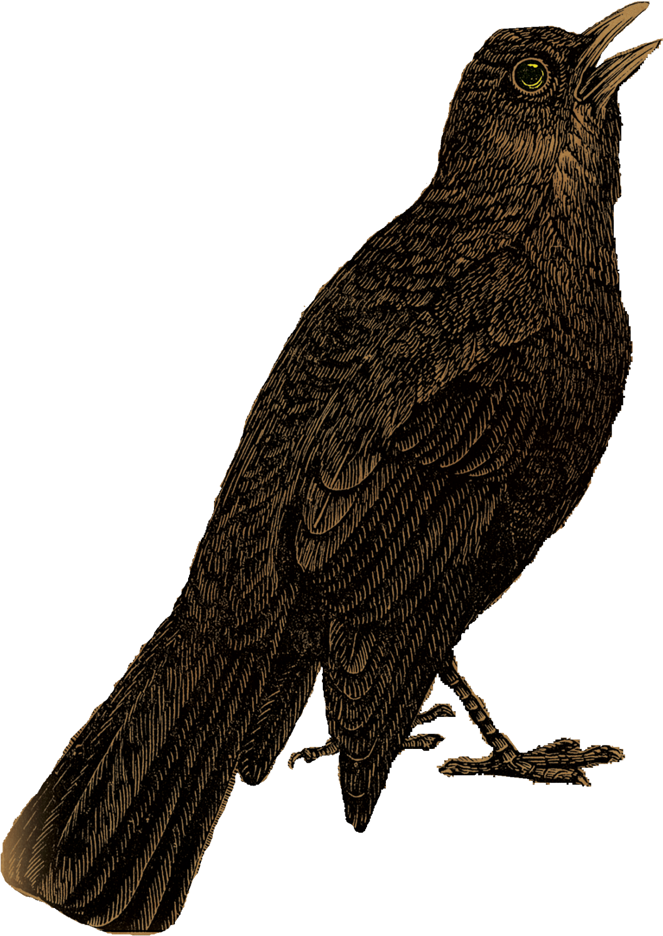Download Blackbird Transparent Background - Blackbird - Full Size PNG ...