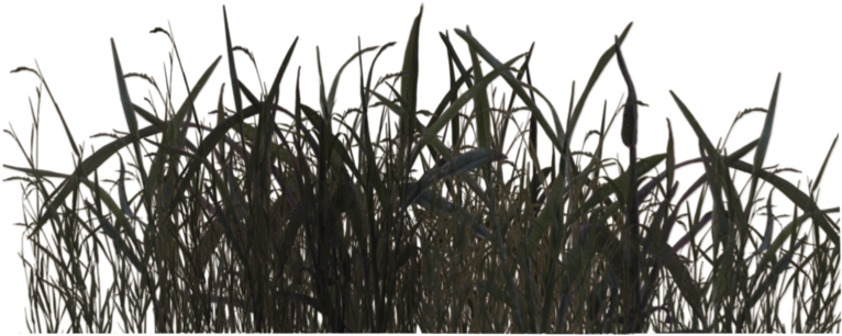 Download Swamp Grass 02 By Wolverine04 - Swamp Png - Full Size PNG ...