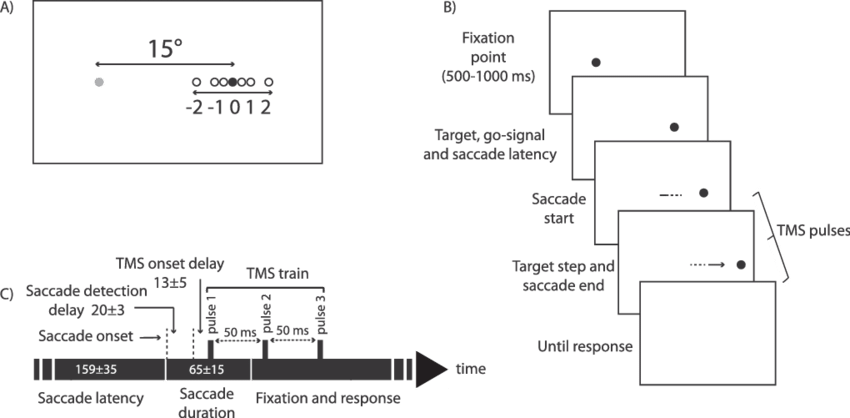 Download Fixation Point , Saccade Target (full Circle) And Possible ...