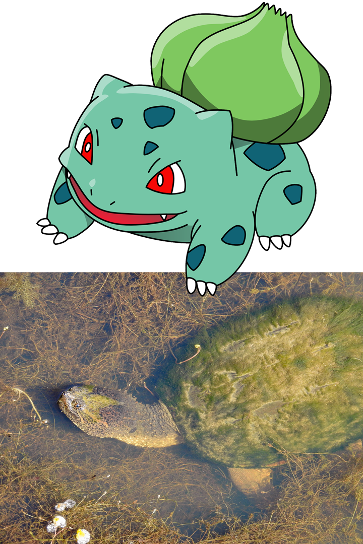 Download A Snapping Turtle Bearing A Growth Of Algae Is One - Pokemon ...