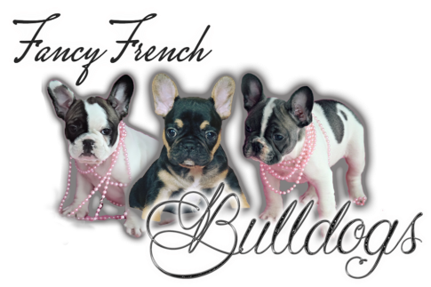 Download Fancy French Bulldogs - French Bulldog - Full Size PNG Image ...