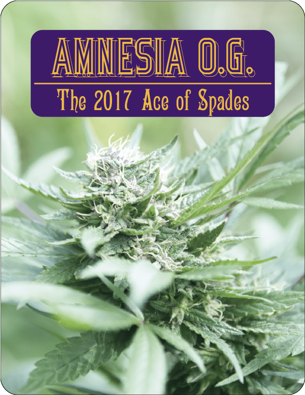 Download 7 Aces Seeds Amnesia - Book - Full Size PNG Image - PNGkit