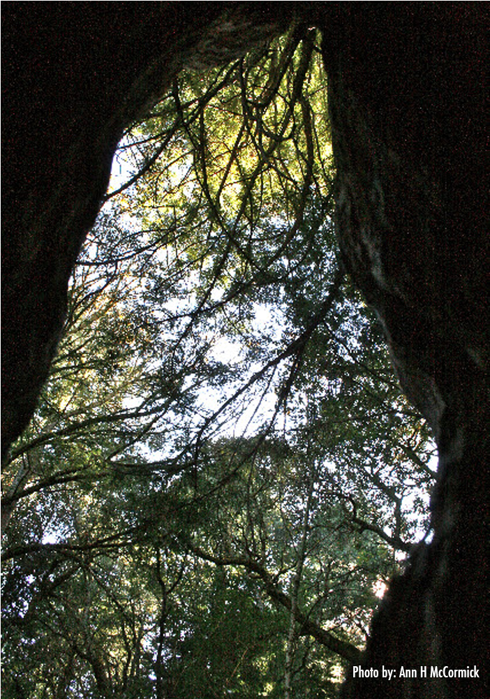 Download Inside Tree Cave - Redwood - Full Size PNG Image - PNGkit
