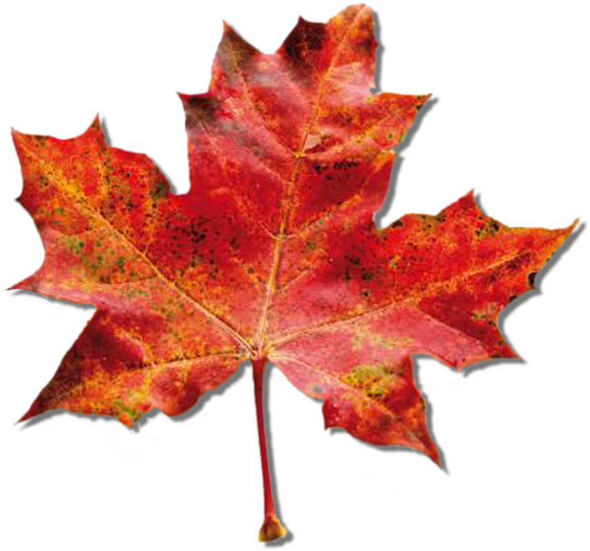 Download Maple Mapleleaf-1408 - Maple Leaf - Full Size PNG Image - PNGkit
