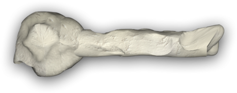 Download Bone 4 4e - Western Concert Flute - Full Size PNG Image - PNGkit