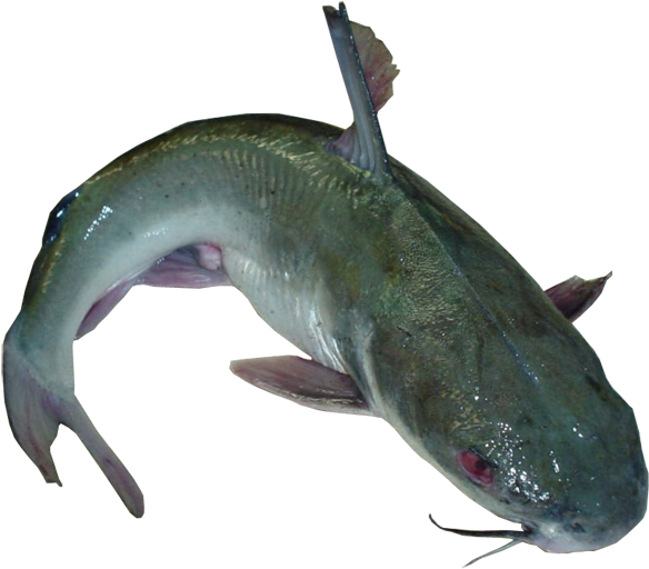 Download Com/product/fresh Catfish Eterobrancus/ - Kamongo Fish - Full ...