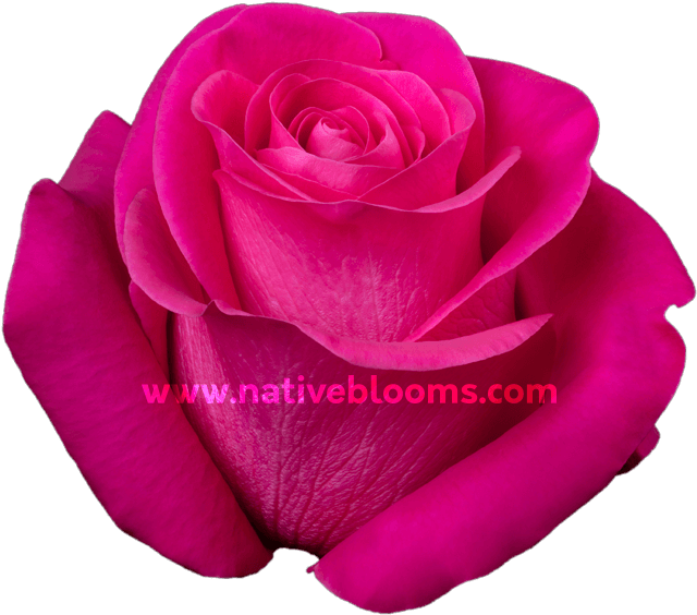 Download Pink Floyd Roses - Floribunda - Full Size PNG Image - PNGkit