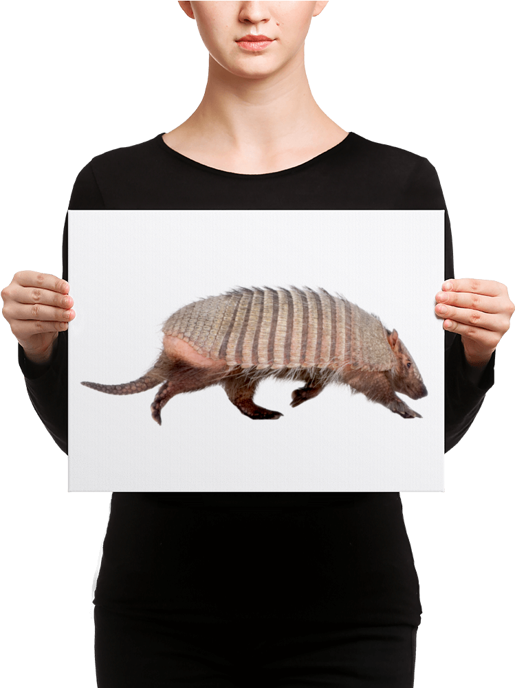 Download Armadillo Canvas - Canvas Print - Full Size PNG Image - PNGkit