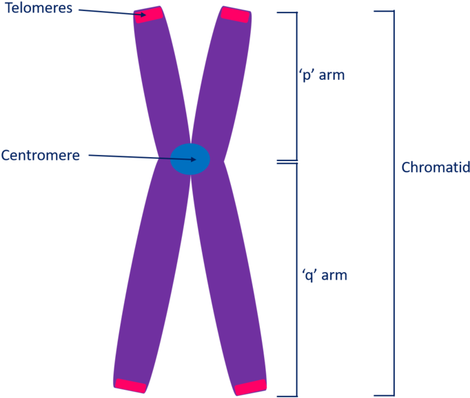 Download Transparent Structure Of A Chromosome Showing Two Identical ...