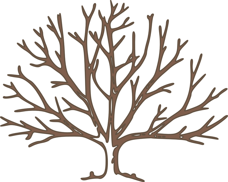 Download Arbol Ramas Png - Full Size PNG Image - PNGkit