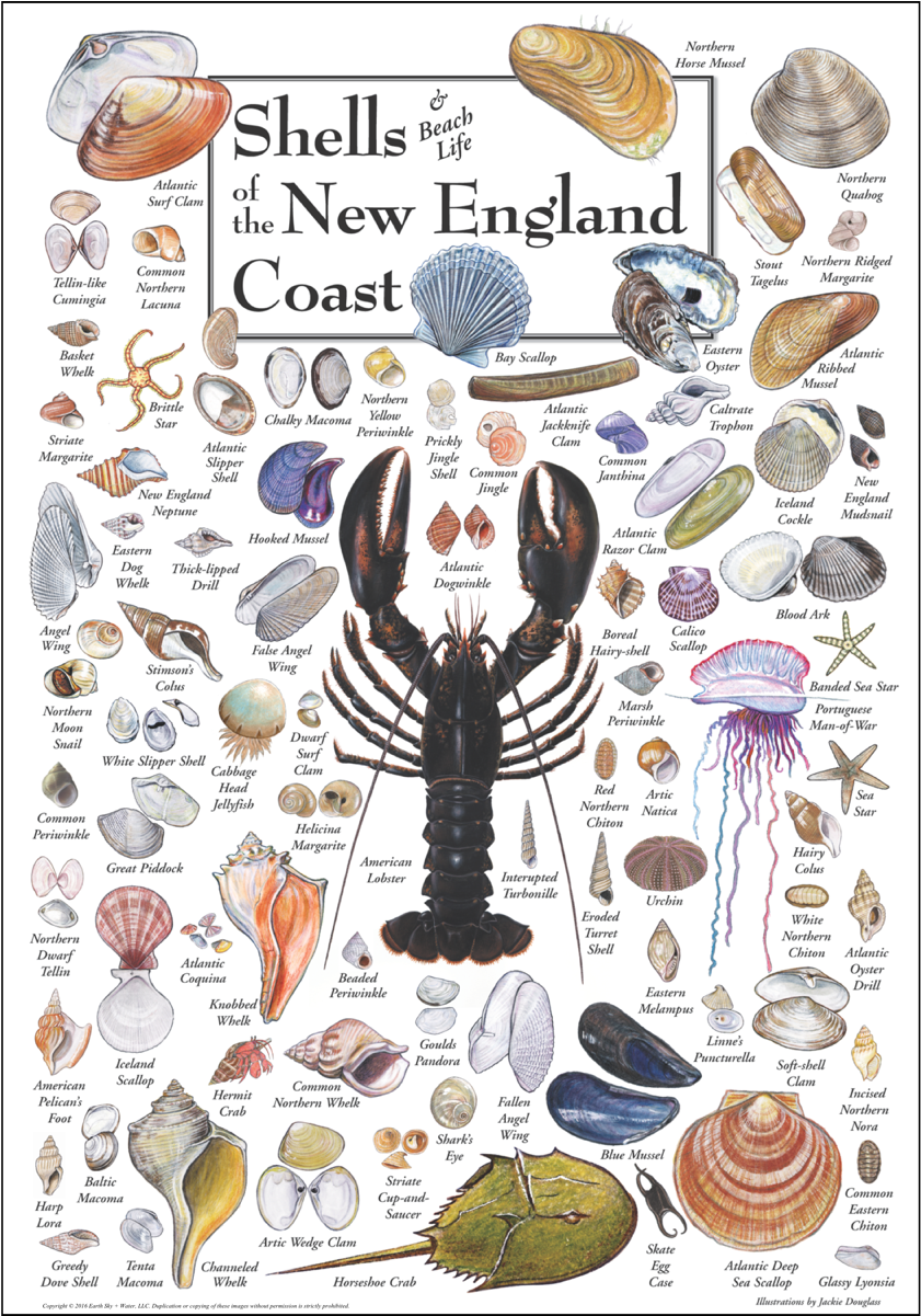 Download Shells Of The New England Coast Poster - Types Of Shells New ...