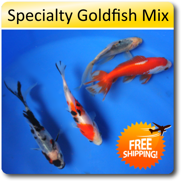 Download Specialty Goldfish Sampler [specialty Goldfish Mix] - Free ...