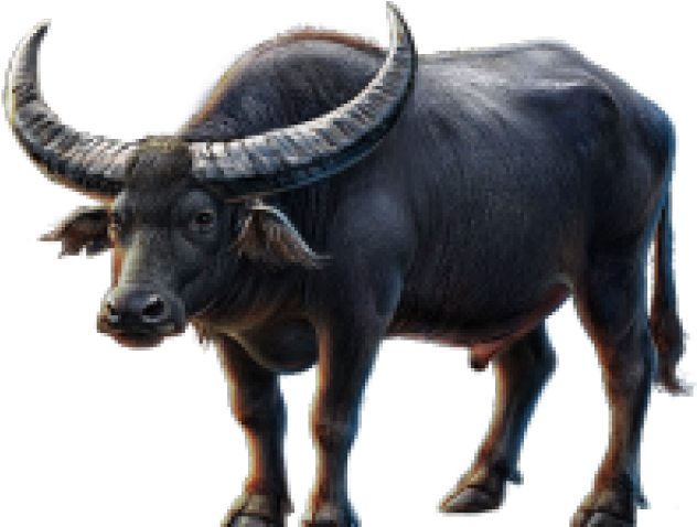 Download African Buffalo Clipart Transparent Background - Transparent ...