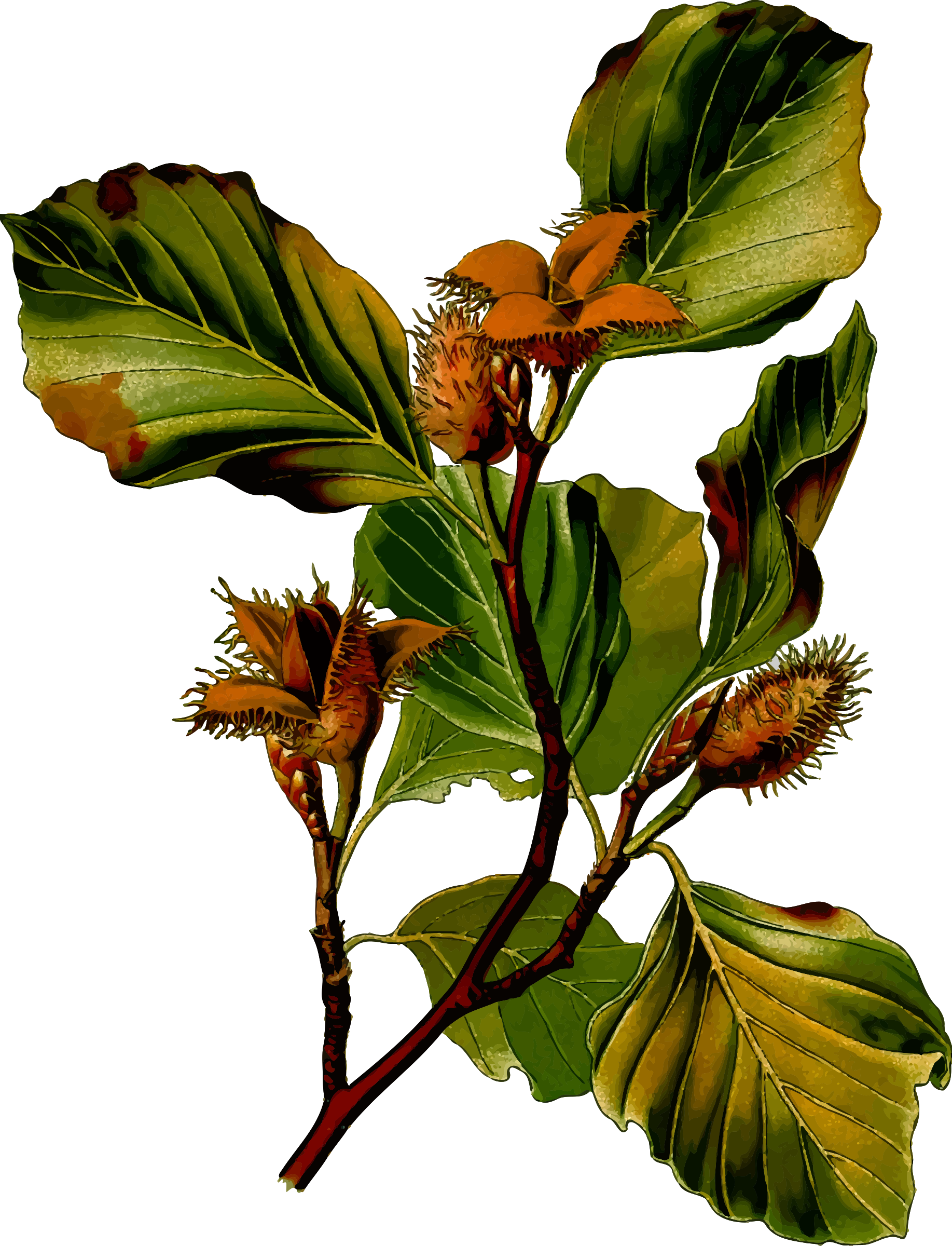 Download This Free Icons Png Design Of Beech - Full Size PNG Image - PNGkit