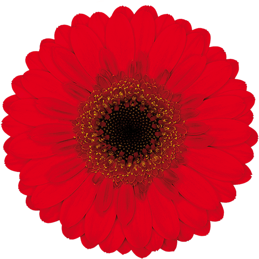 Download Nirvana® - Paper - Full Size PNG Image - PNGkit