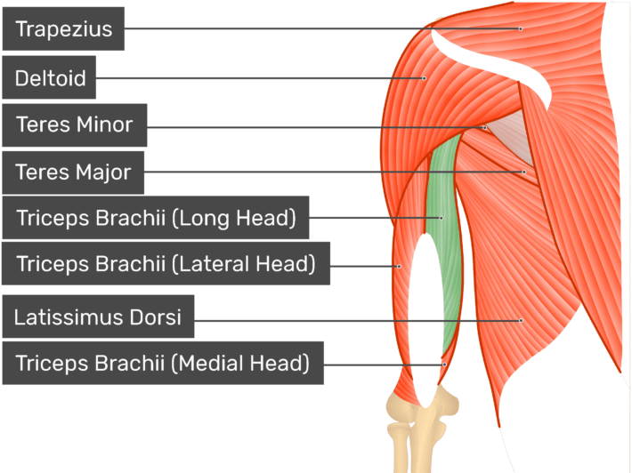 Download Posterior View Of The Shoulder And Arm Triceps Brachii - Teres ...