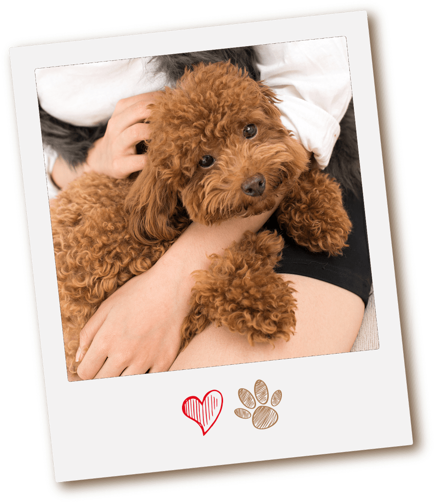 Download Why Conga's Mobile Pet Grooming - Labradoodle - Full Size PNG ...
