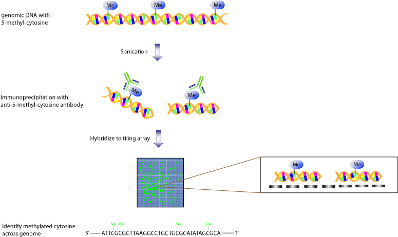 Download Chip Fig 4 - Tiling Arrays - Full Size PNG Image - PNGkit