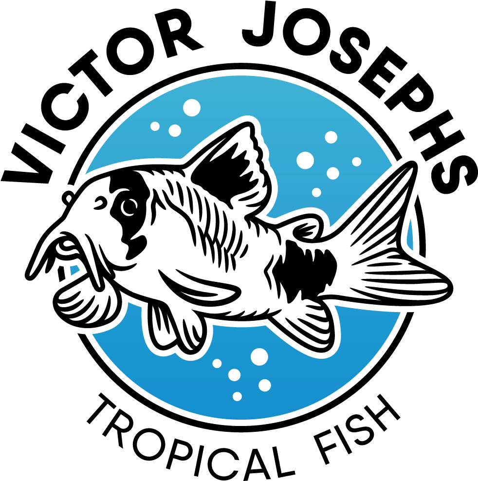 Download Victor Josephs Tropical Fish - Shark - Full Size PNG Image ...