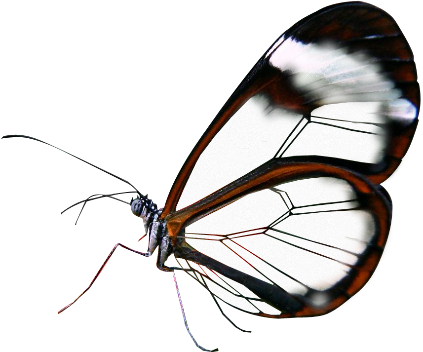 Download Semi Transparent Glasswing Butterfly Made By Totally - Poster ...