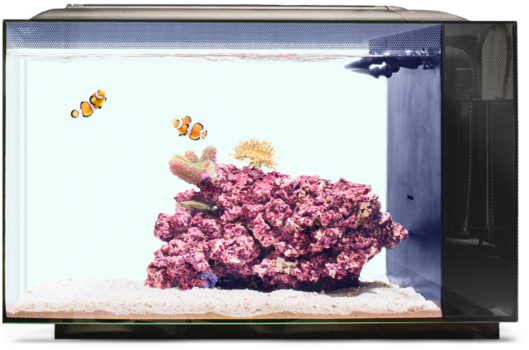 Download Biota Aquarium Tank Reefs - Biota Aquarium - Full Size PNG ...